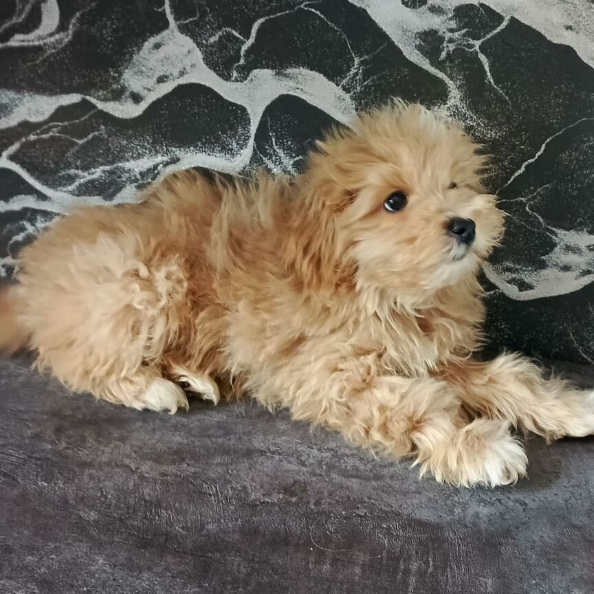 Мальтипу, щенок