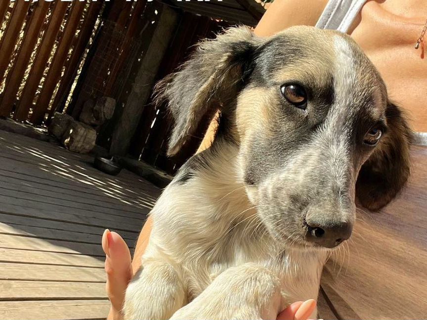 Собака в добрые руки щенок девочка бесплатно