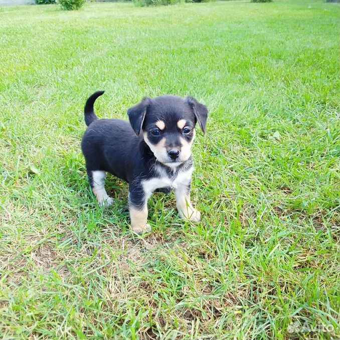 Щенок бесплатно (помесь Той-терьер и дворняжка)