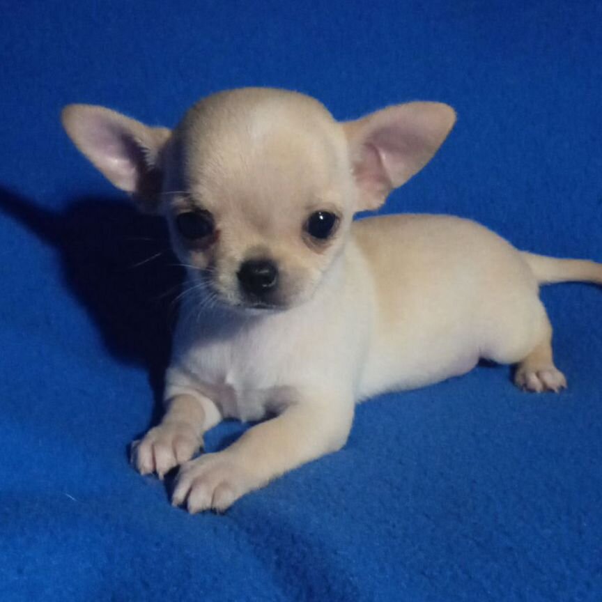 Чихуахуа, щенок