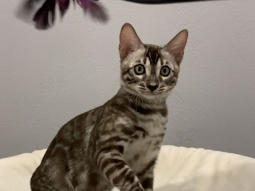 Снежная бенгальская девочка