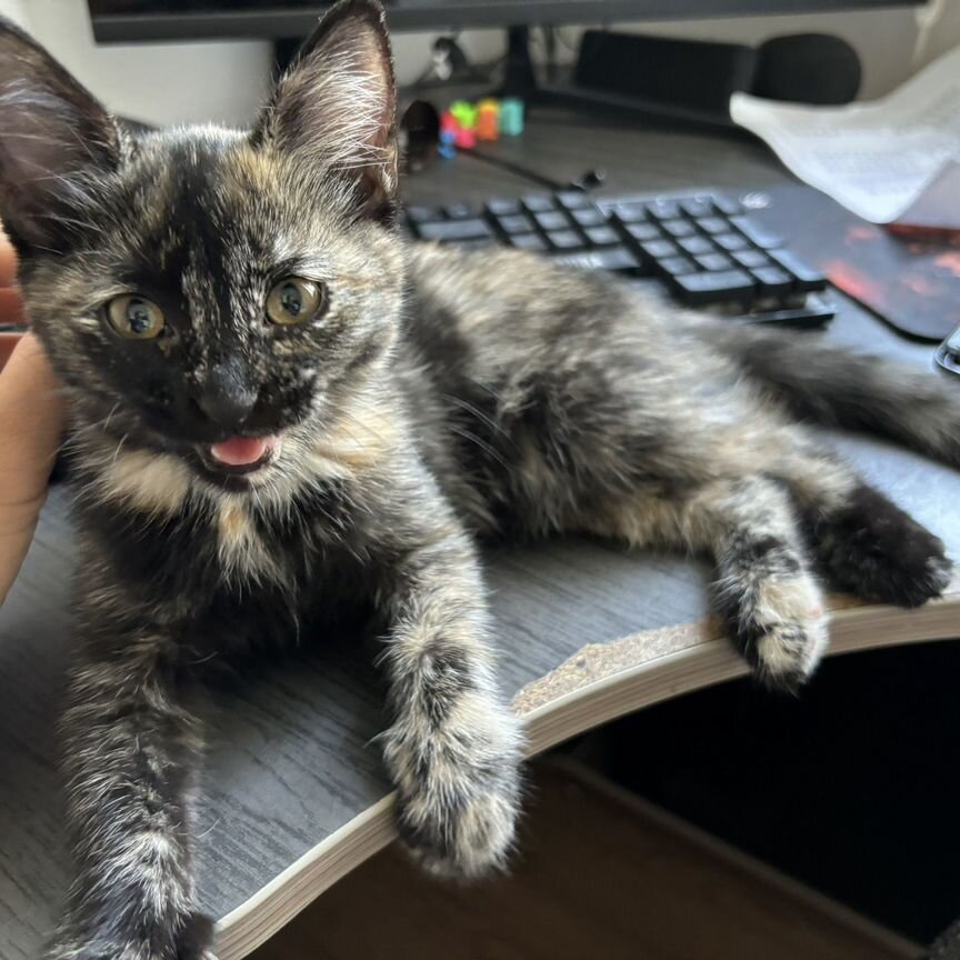 Котёнок девочка в добрые руки