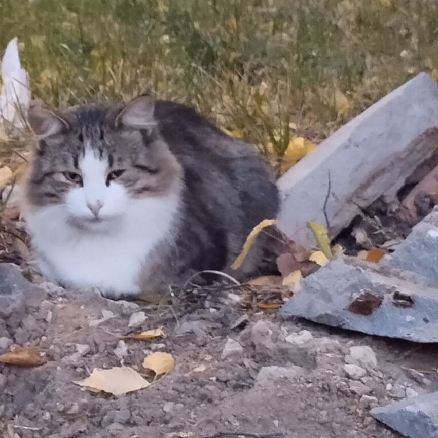 Взрослый кот в добрые руки