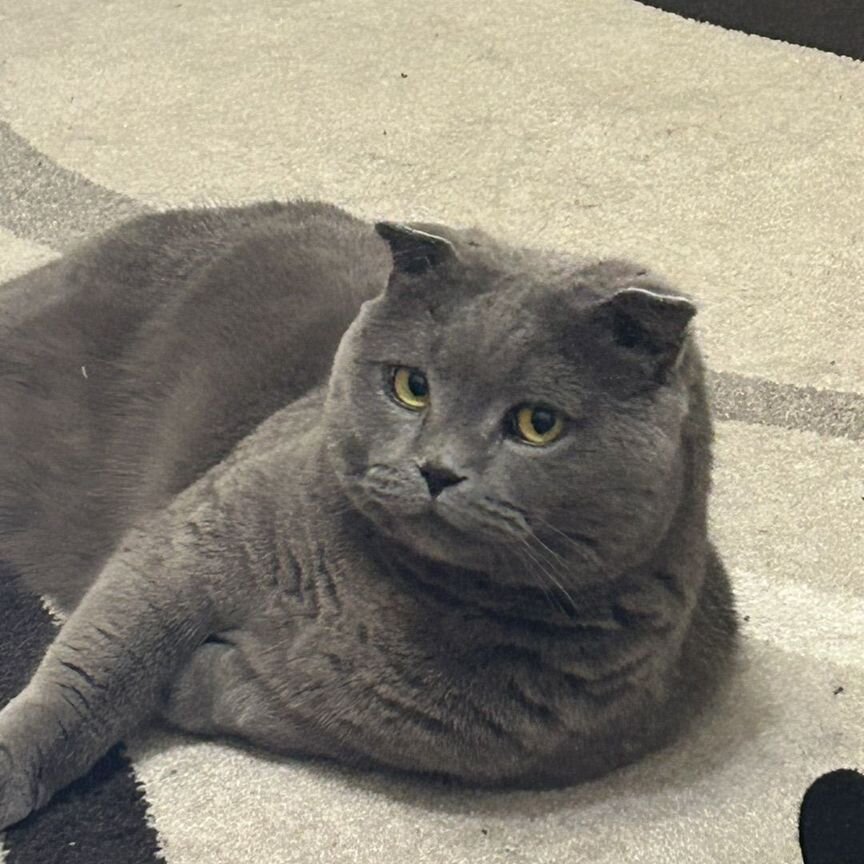 Отдам кота в добрые руки