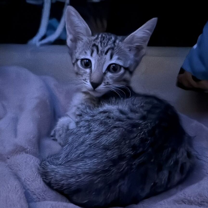 Ориентальный котёнок