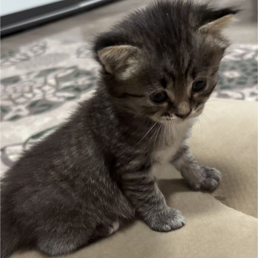 Котёнок в добрые руки