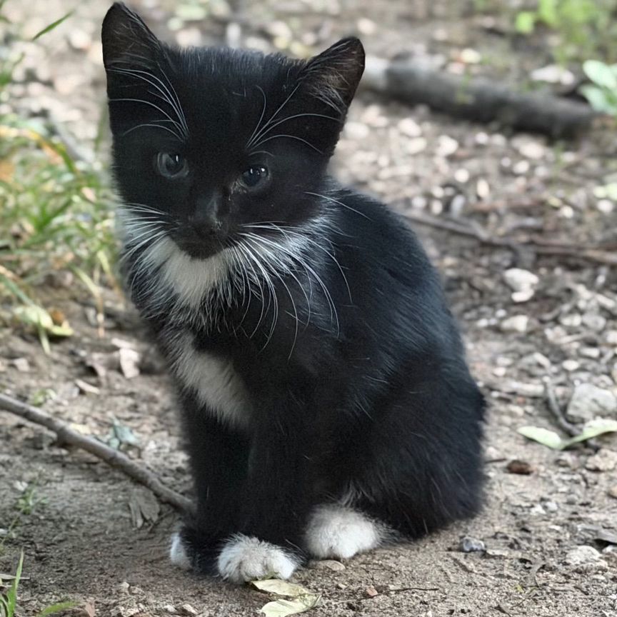 Котёнок в добрые руки