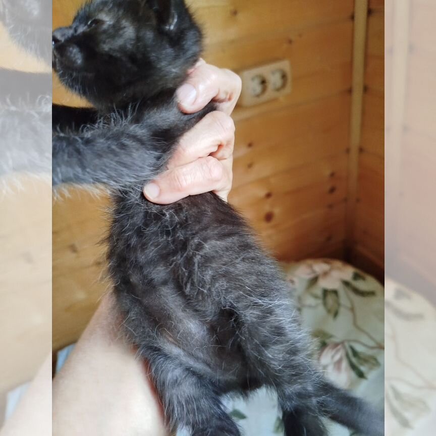 Котёнок в добрые руки