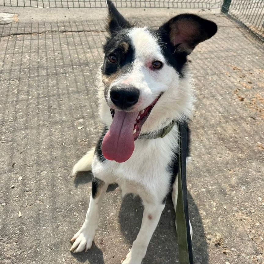 Веселый ушастик в добрые руки