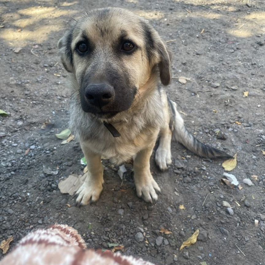 Собака погибает