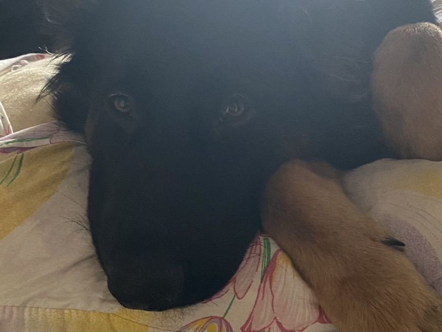 Отдам собаку