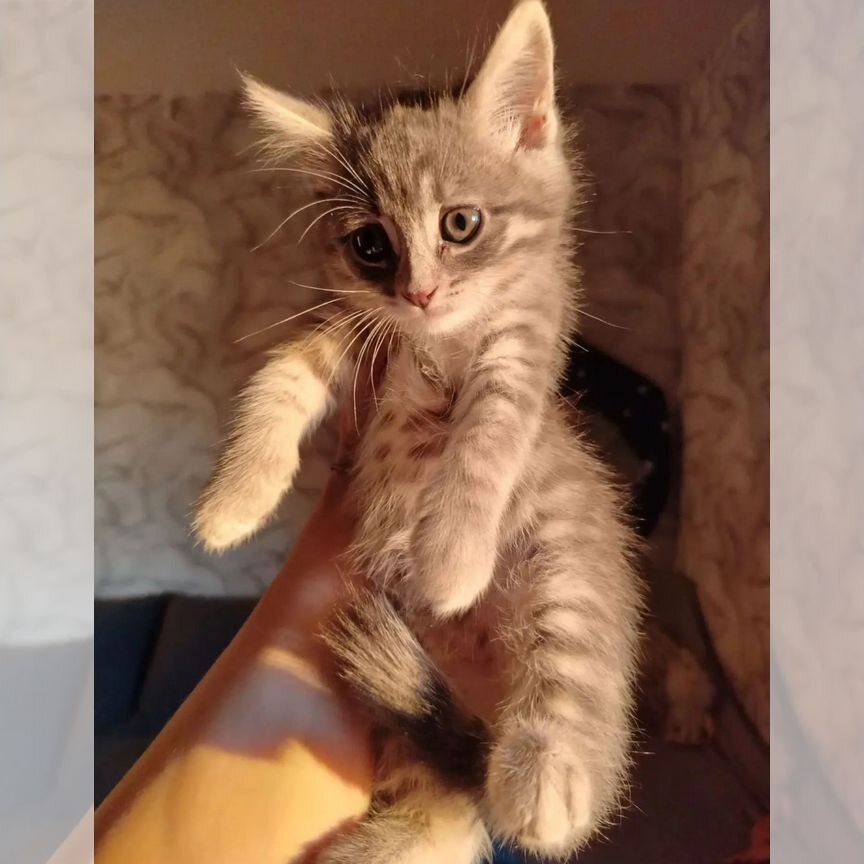 Котёнок в добрые руки
