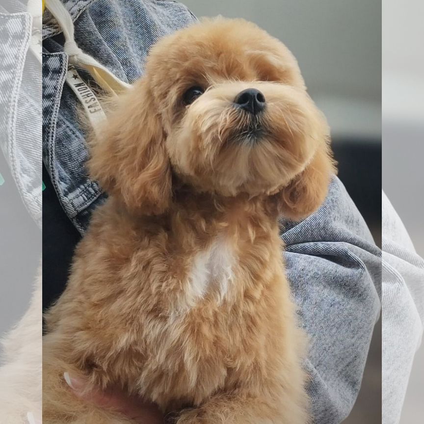 Мальтипу, щенок