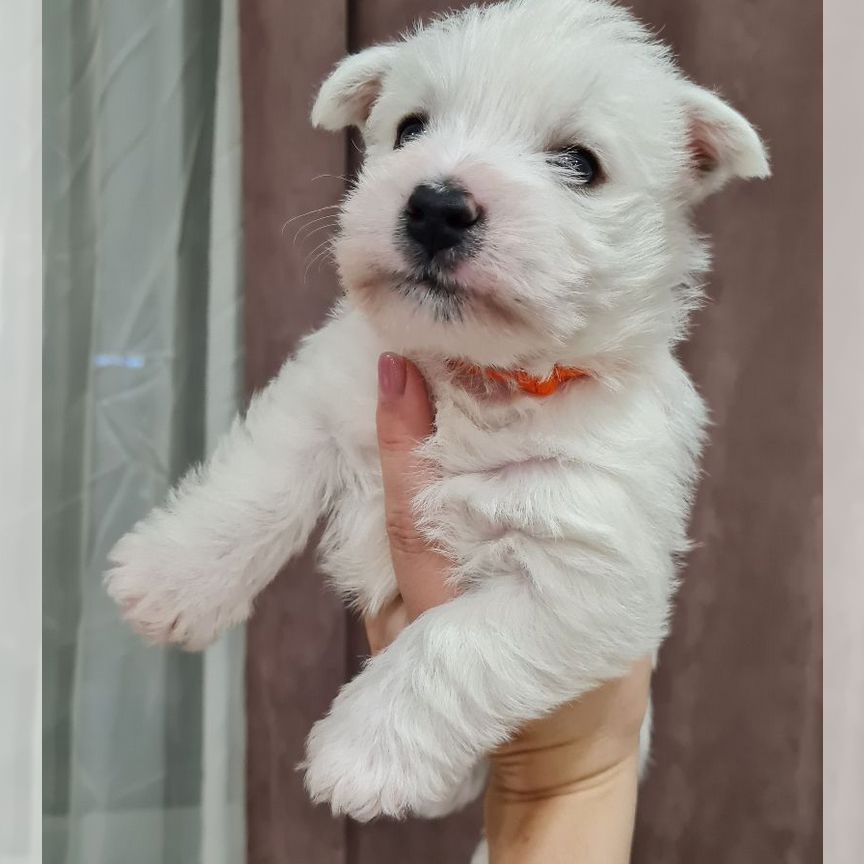 Вестик мальчик