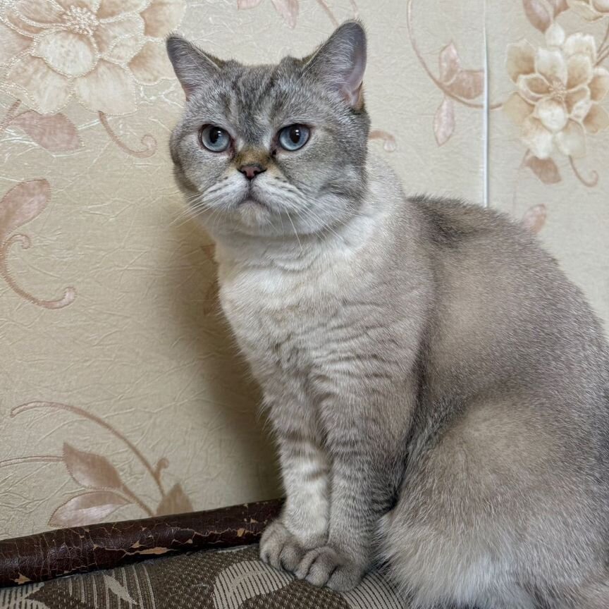Британская короткошёрстная, взрослая кошка