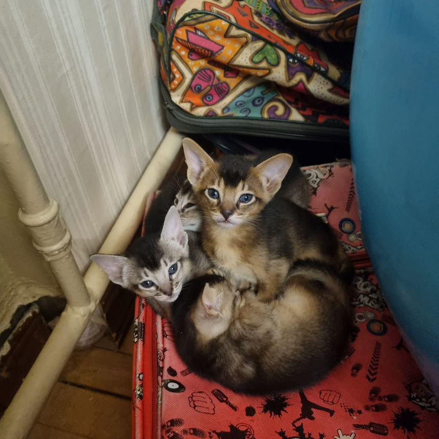 Абиссинские котята