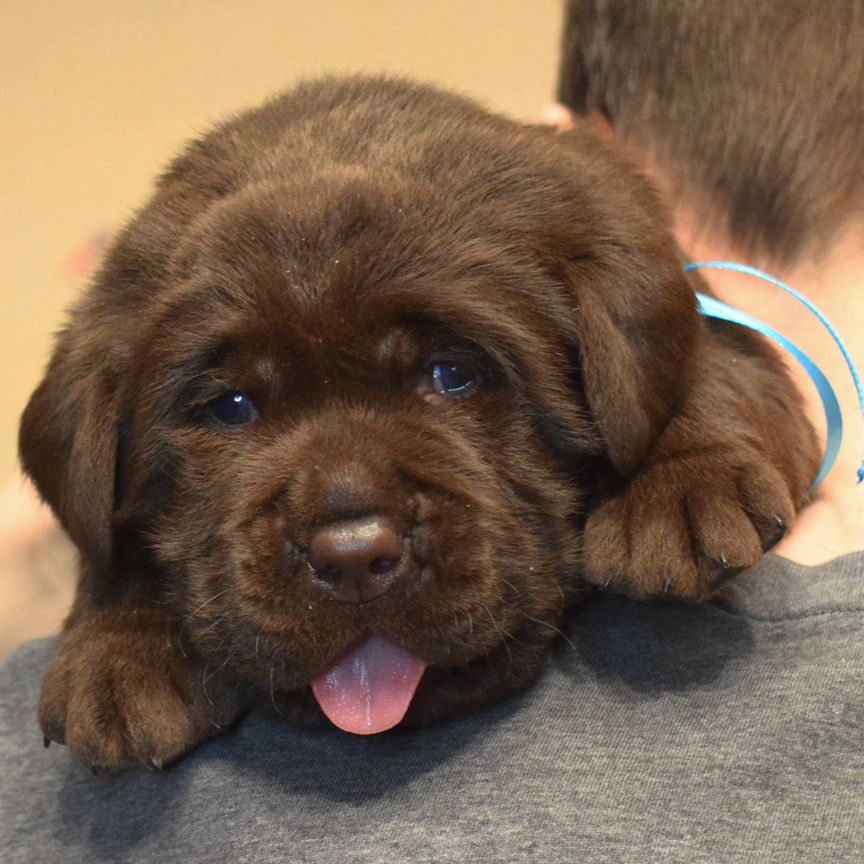 Лабрадор-ретривер, щенок