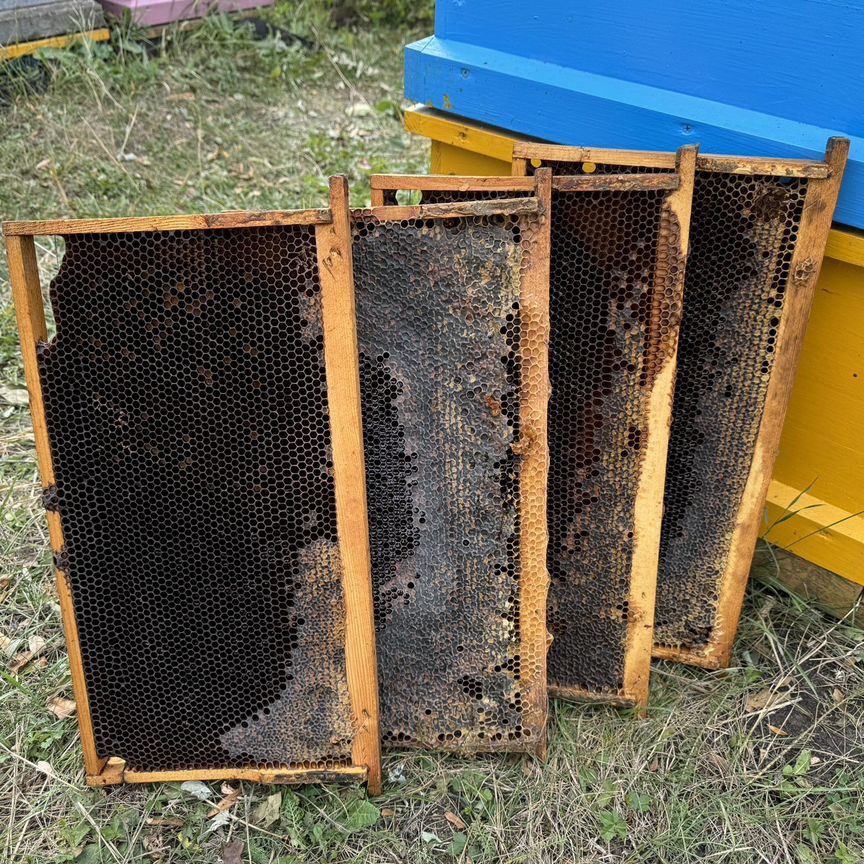 Сушь для пчел рут