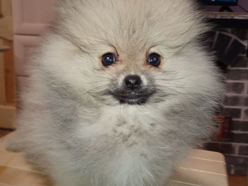 Щенкипомеранский шпиц мини