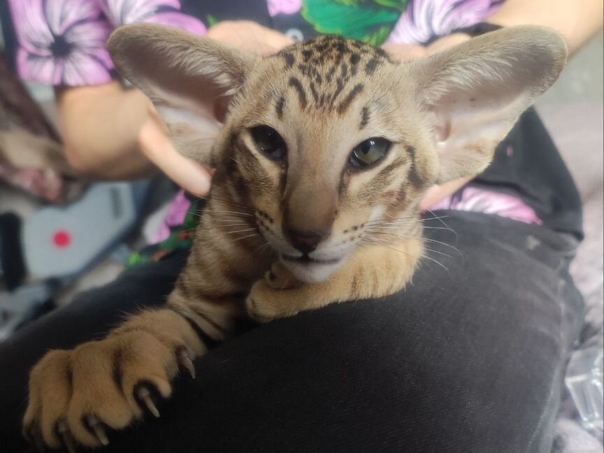 Ориентальный мальчик с потрясающими данными