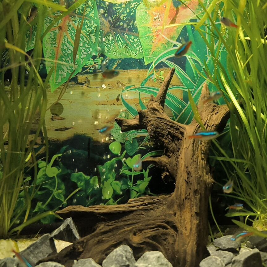 Аквариумные рыбки неоны