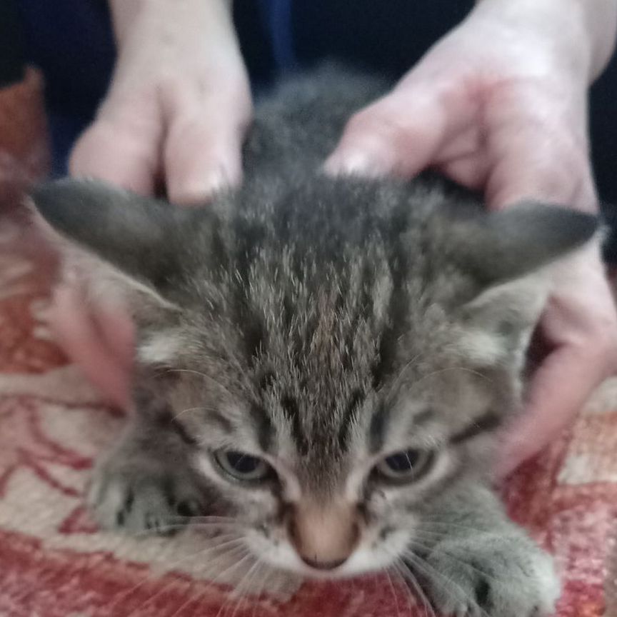 Котёнок в добрые руки
