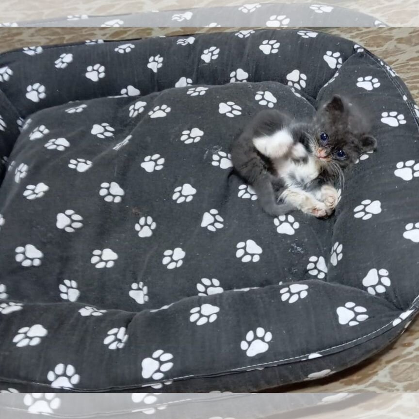 Котёнок в добрые руки