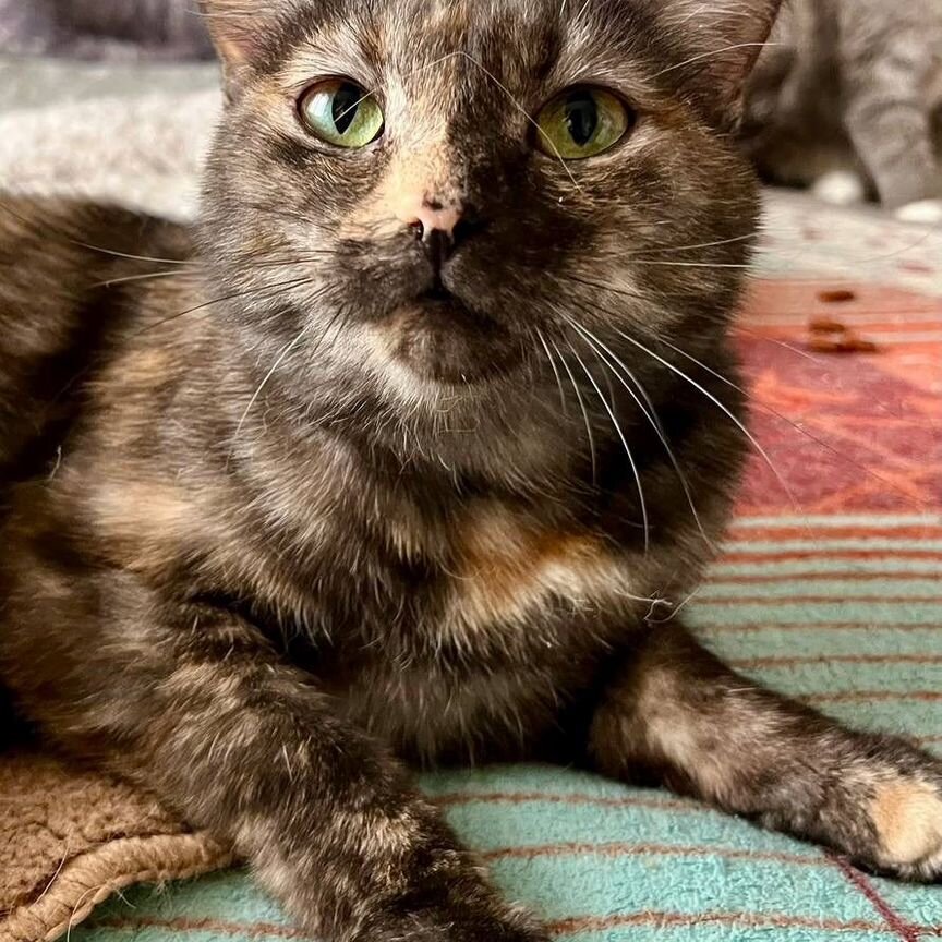 Кошка Оливия