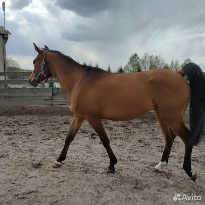 Арабский мерин продажа