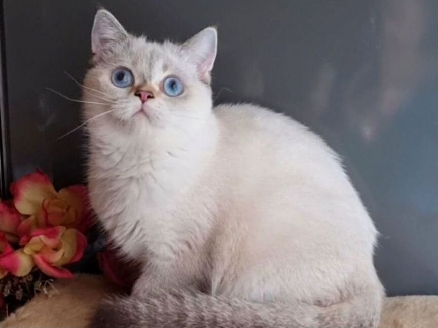 Мальчик золотой колорпойнт