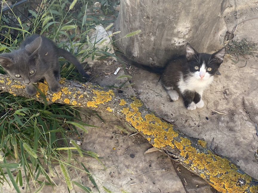Срочноспасите котят