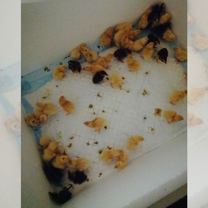 Перепелята