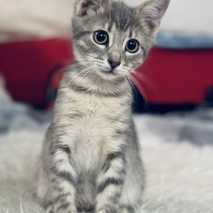 Котенок девочка Ева