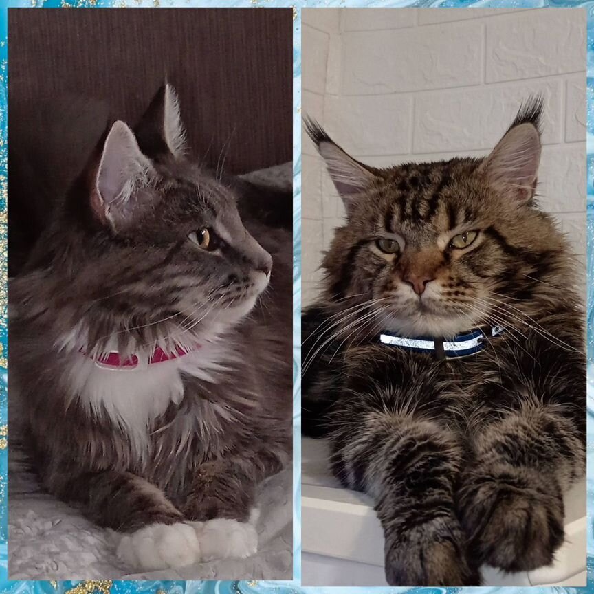 Майн кун котята