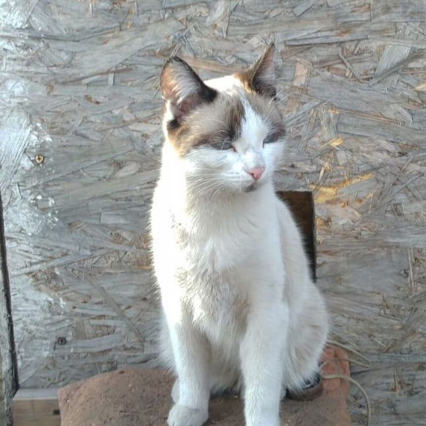 Котик Тима в добрые руки, в квартиру