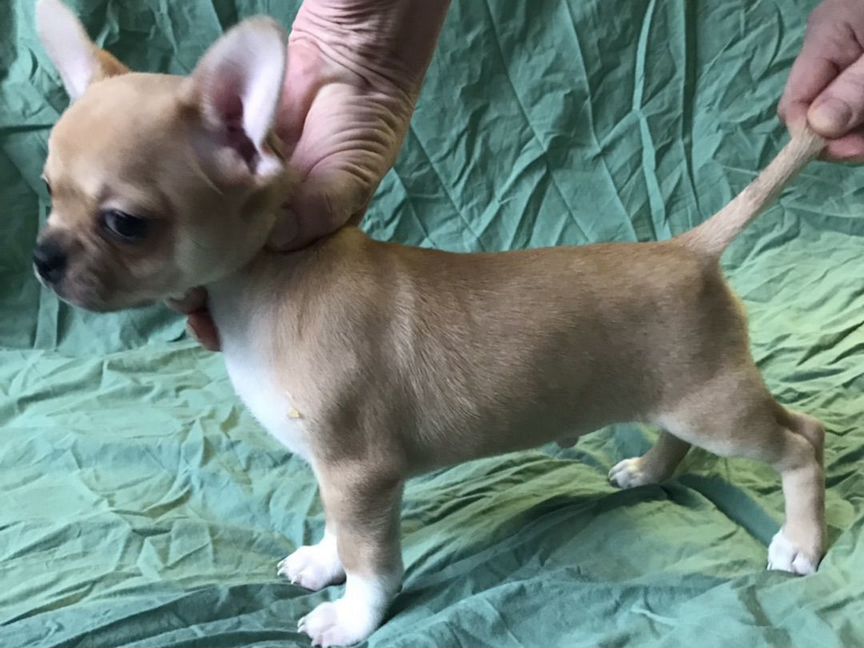 Щенки чихуахуа