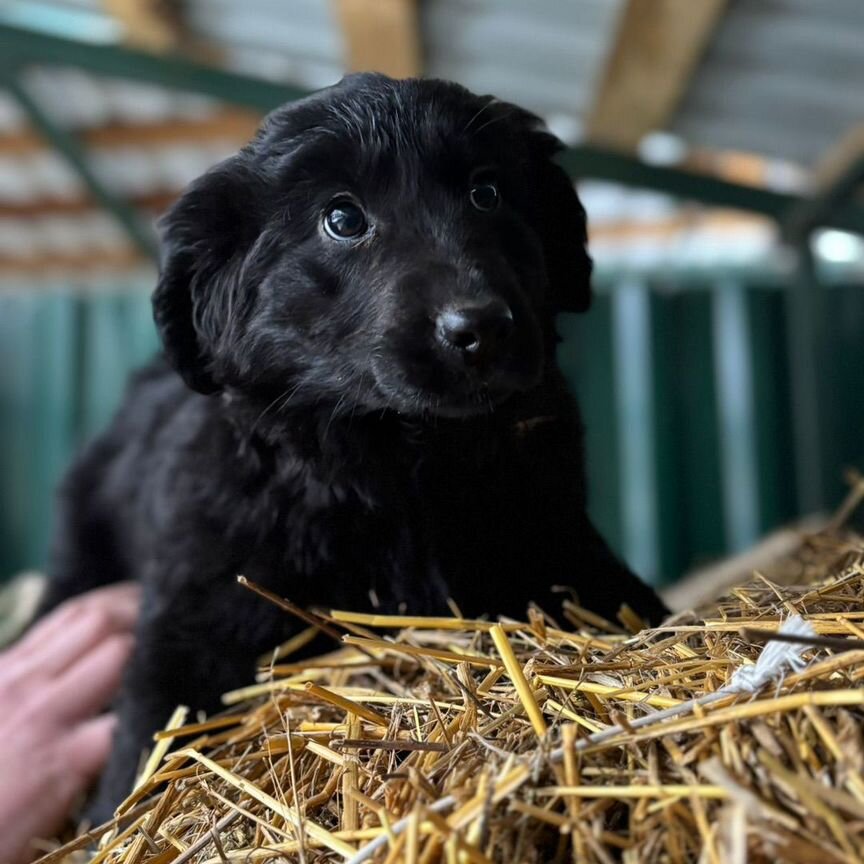 Щенок в добрые руки бесплатно
