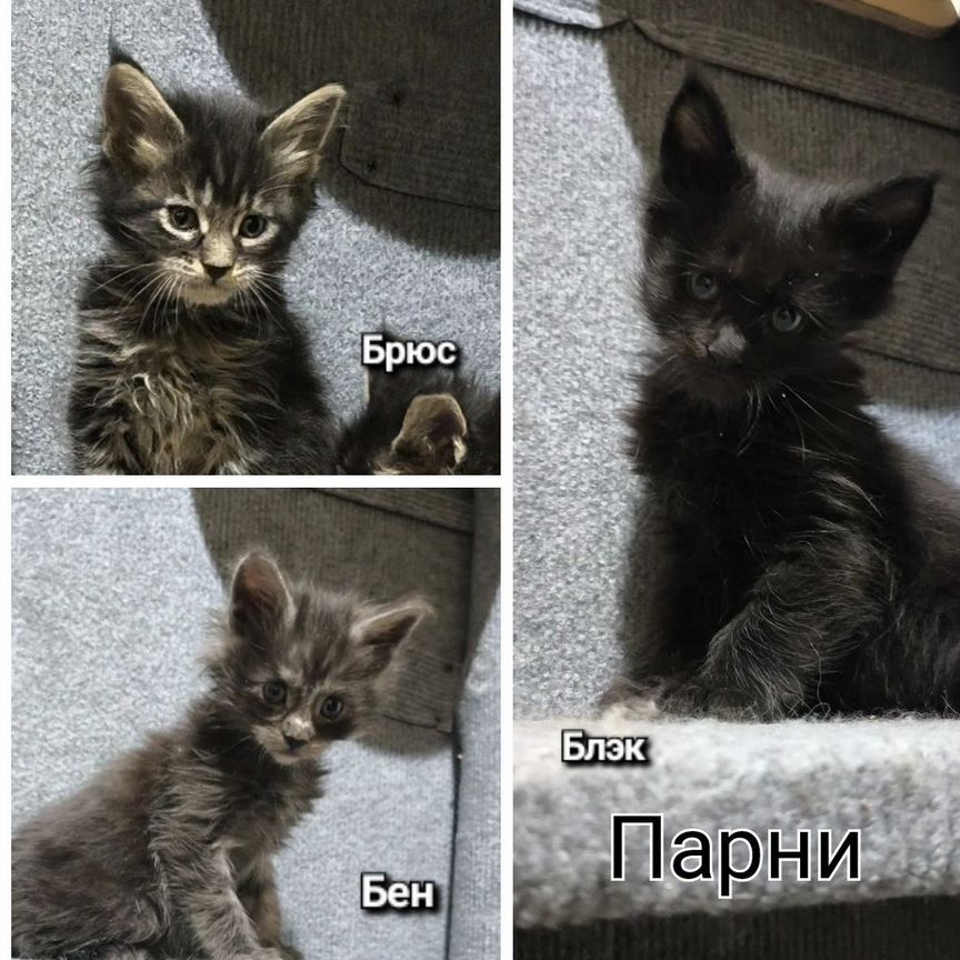 Мейн-кун котёнок