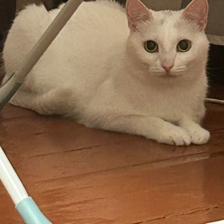 Отдам в хорошие руки кота