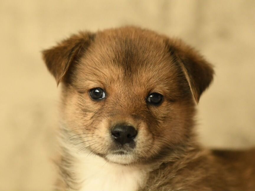 Щенок Пуговка в добрые руки