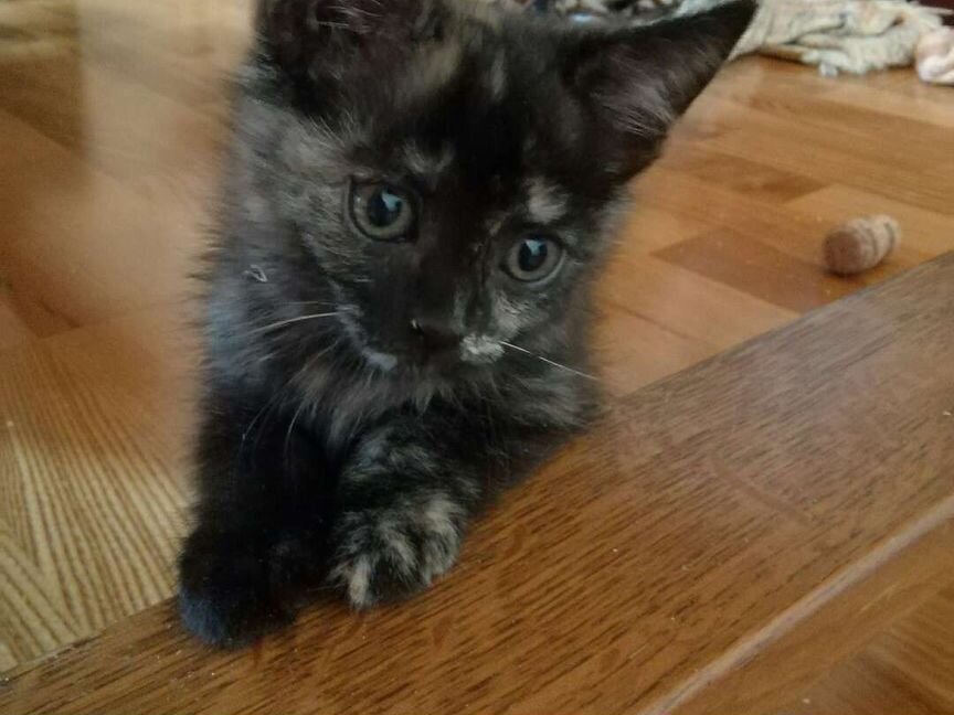 Котята девочки и мальчики