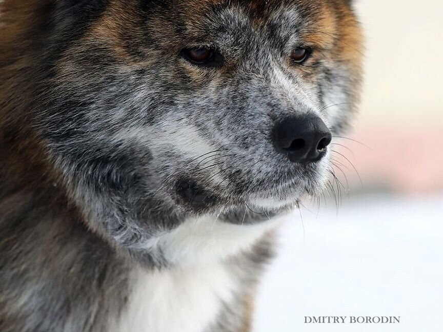 Щенки Японской акиты