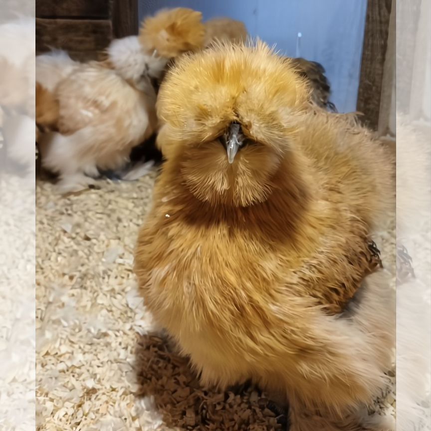 Цыплята шёлковых кур
