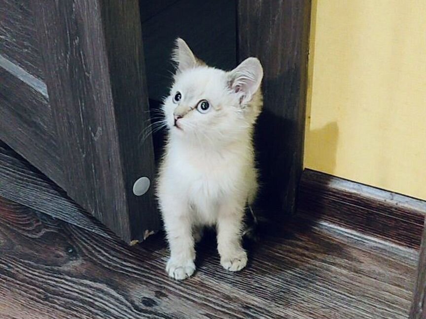 Котёнокв добрые руки