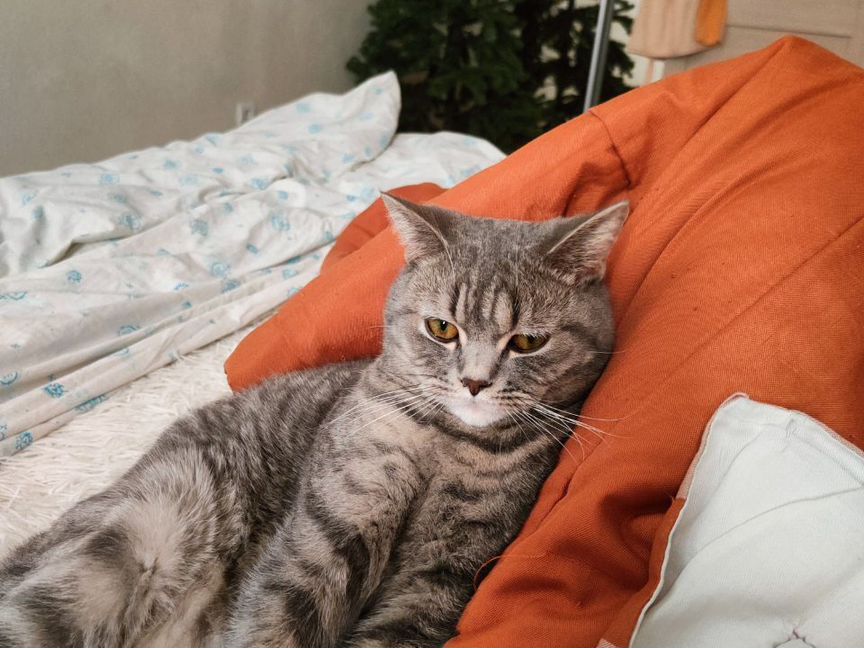 Шотландский котик