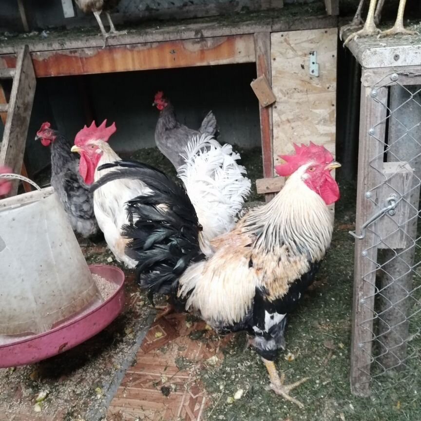 Куры несушки