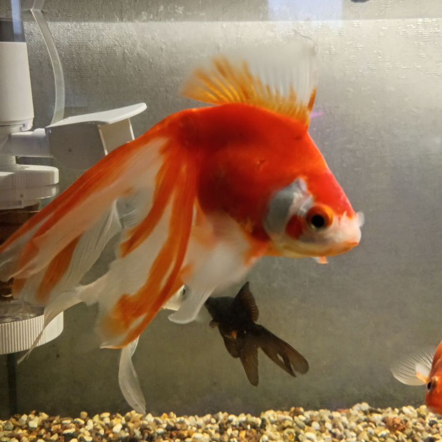 Вуалехвост и телескоп