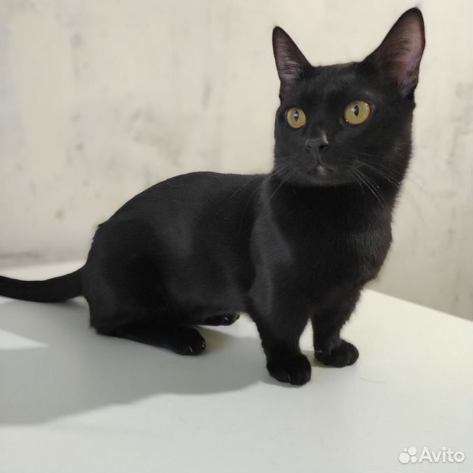 Манчкин, кот-такса