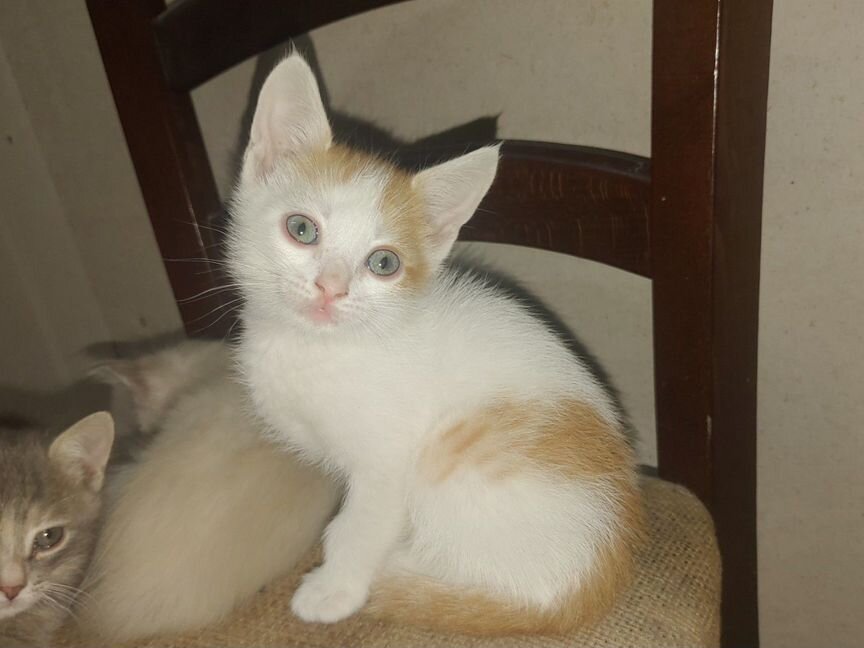 Котик. Невская маскарадная + большой рыжий кот