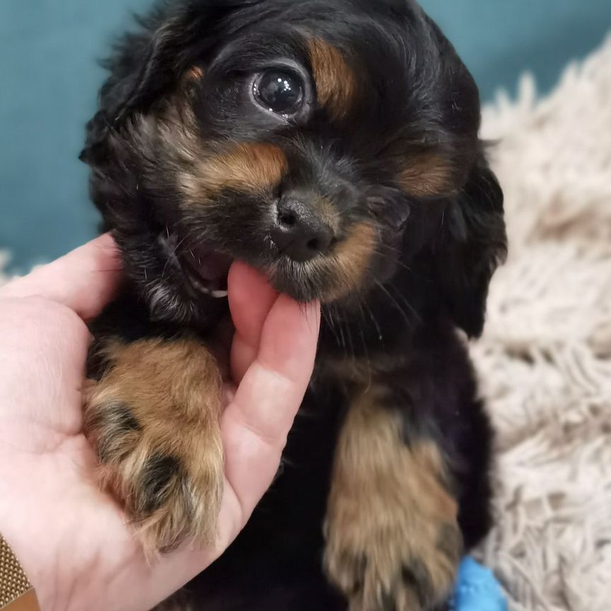 Черно-подпалый кокапу